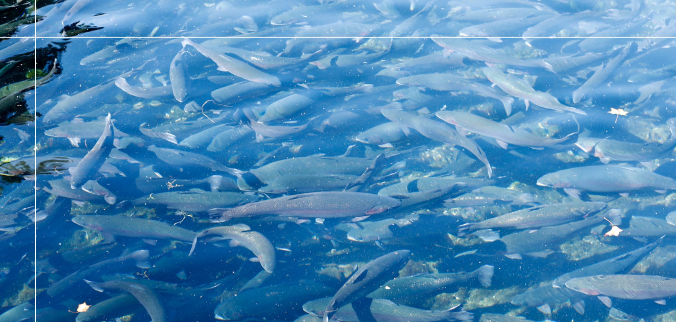Fire and Water, World Heritage Icon, Japan’s Mt. Fuji